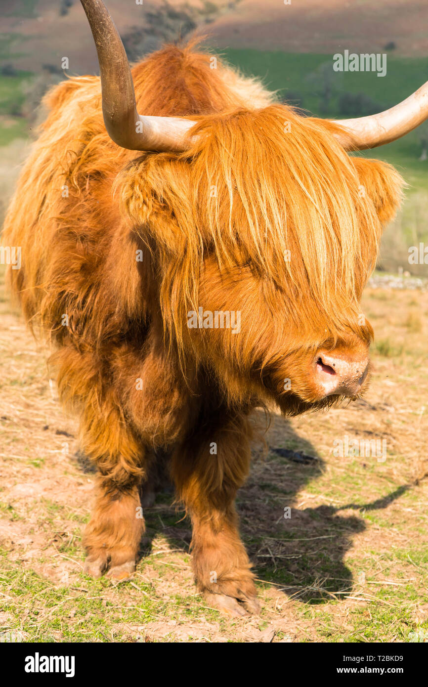 Welsh highland cow hi-res stock photography and images - Alamy