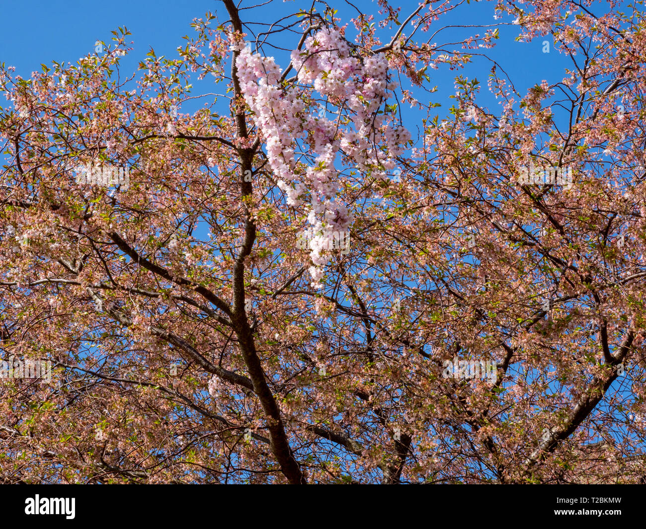Blossom on the trees at Alexandra Palace in north London Stock Photo ...