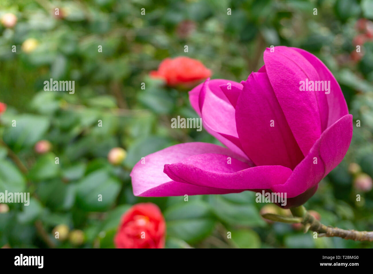 Magnolia susan hi-res stock photography and images - Alamy