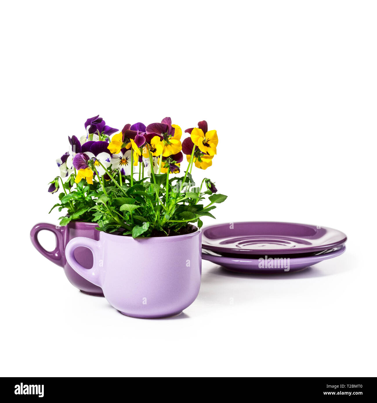 Pansy flowers in coffee cups isolated on white background clipping path ...