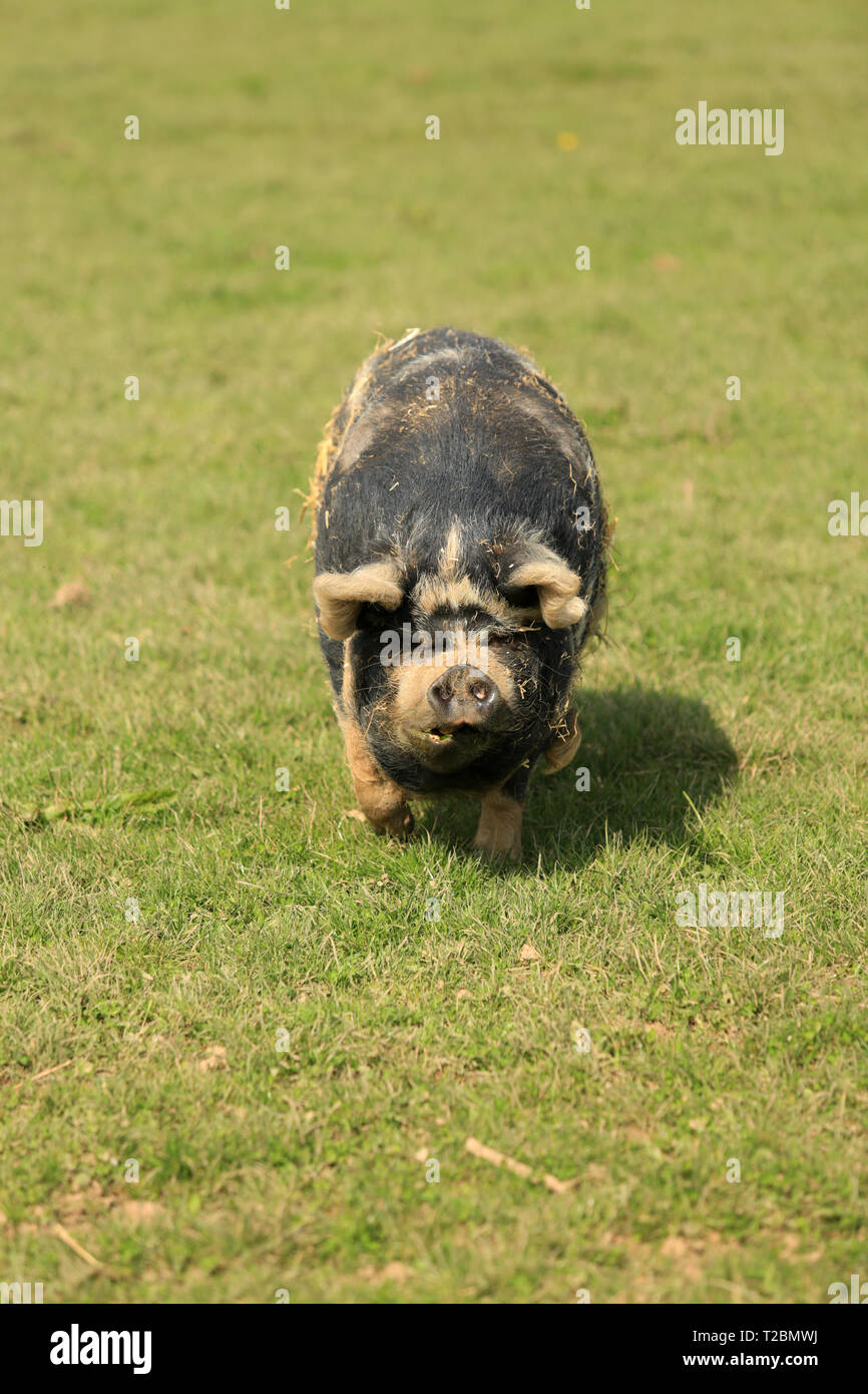 Head on view of a large Pig in the sunshine Stock Photo - Alamy