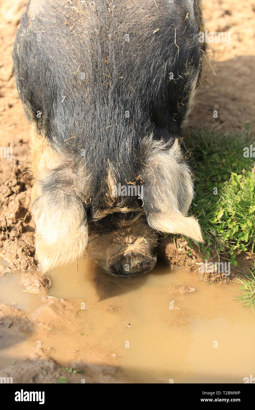 Pig drinking from water hi-res stock photography and images - Alamy