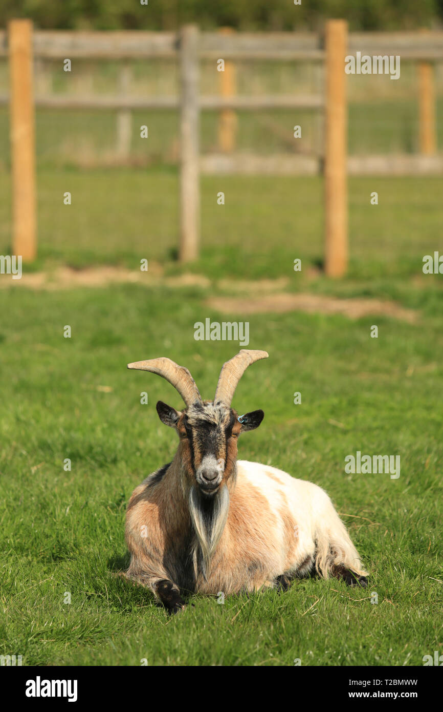 A head on view of a Goat Stock Photo - Alamy