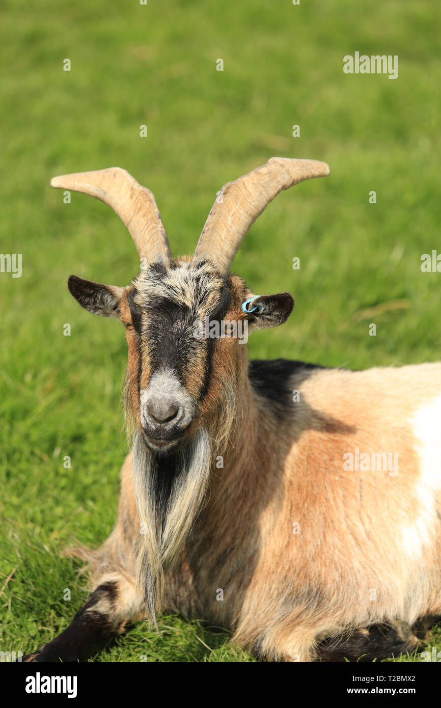 A head on view of a Goat Stock Photo - Alamy