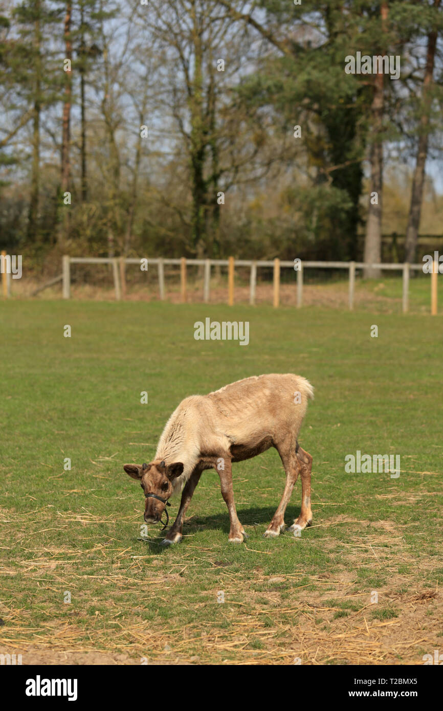A single young Reindeer in a paddock Stock Photo - Alamy