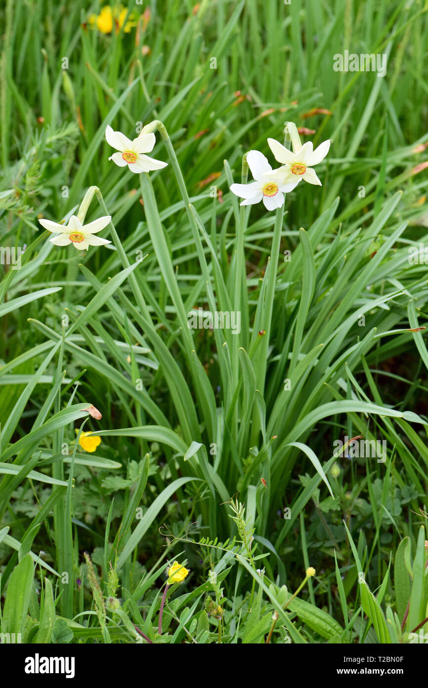 nargis, pheasant's eye, findern flower, pinkster lily, Narzisse ...