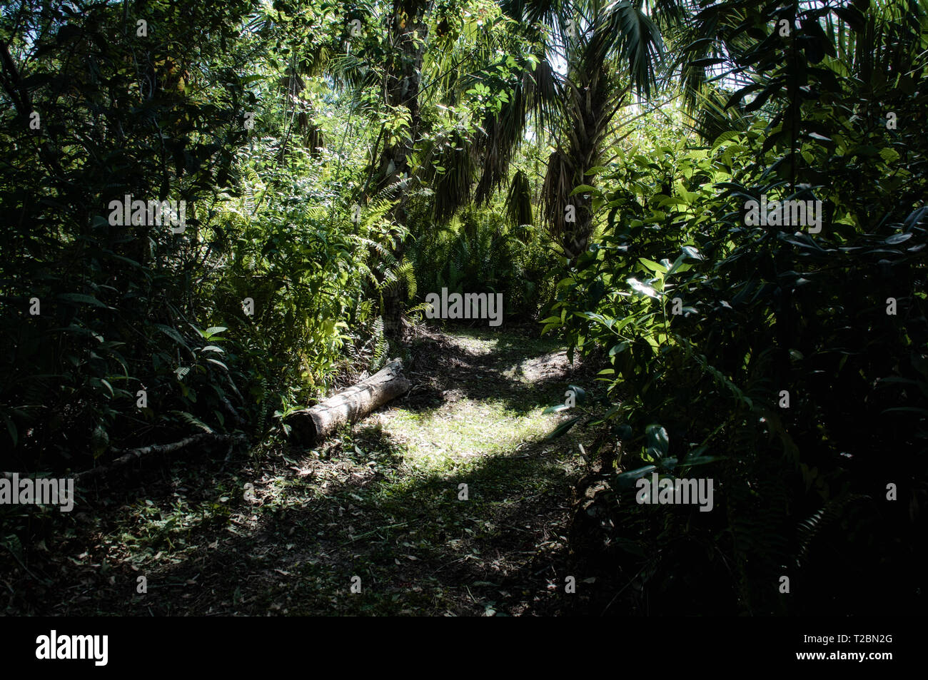 Jungle cove hi-res stock photography and images - Alamy