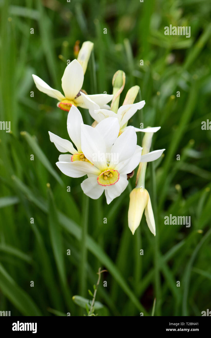 nargis, pheasant's eye, findern flower, pinkster lily, Narzisse ...