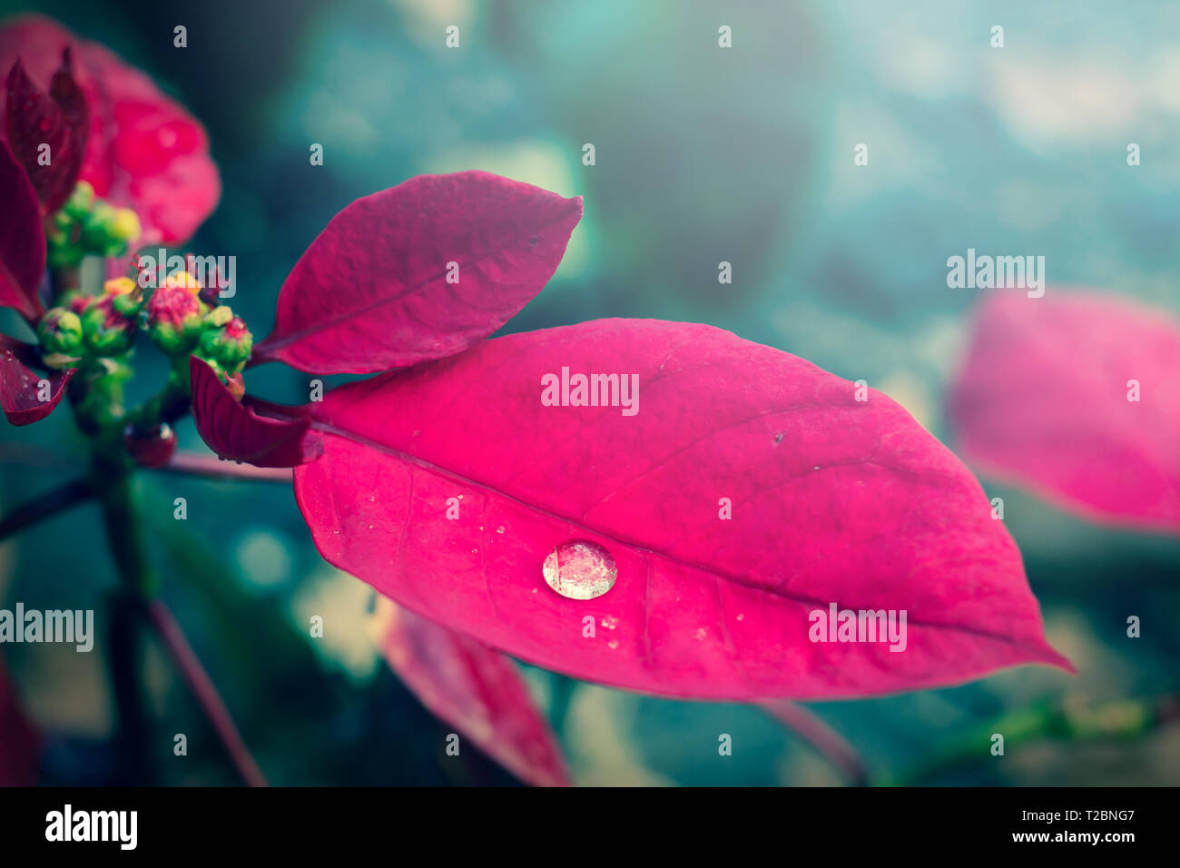 Summer syle hi-res stock photography and images - Alamy
