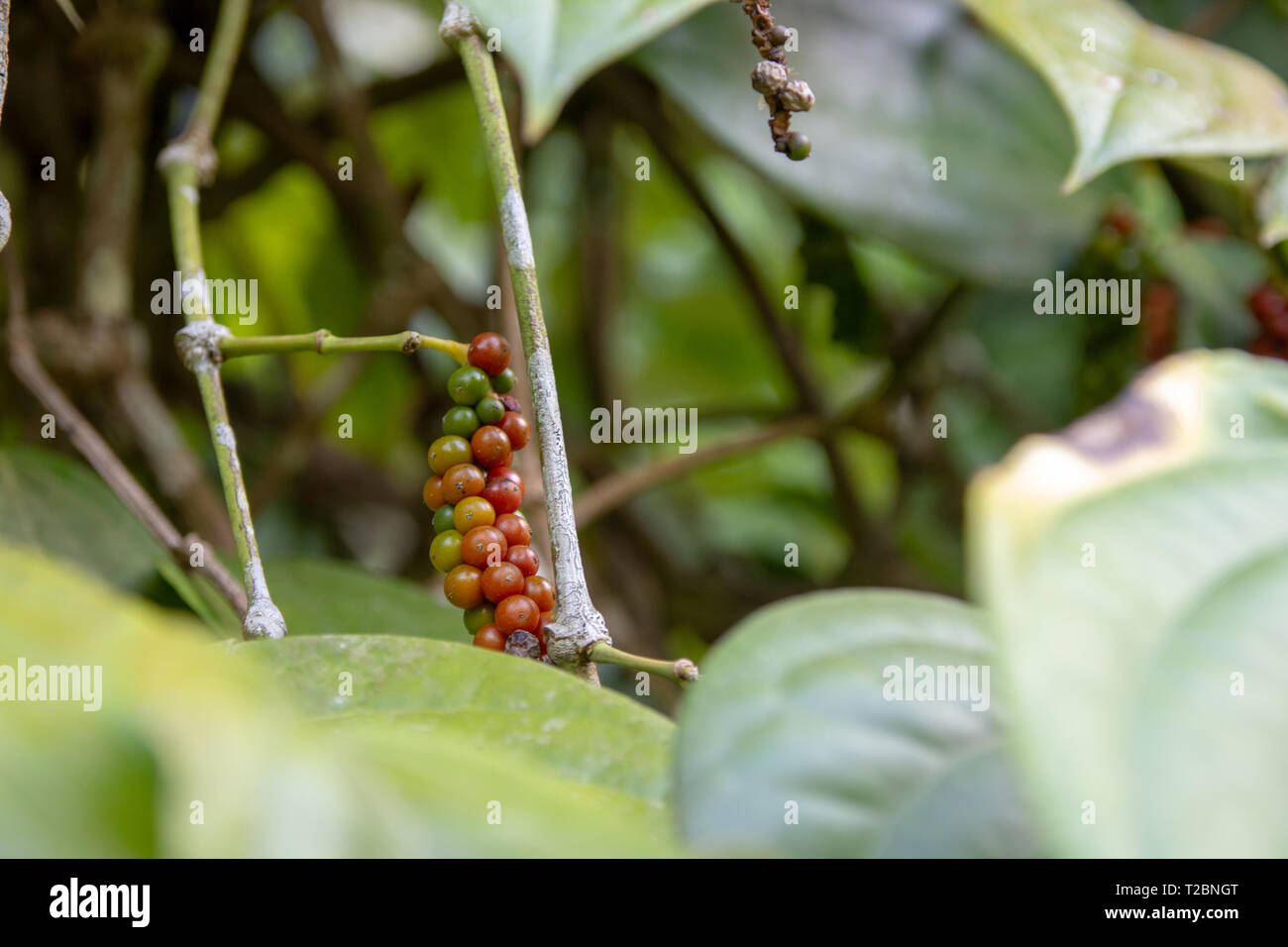 Peppercorn tree hi-res stock photography and images - Alamy