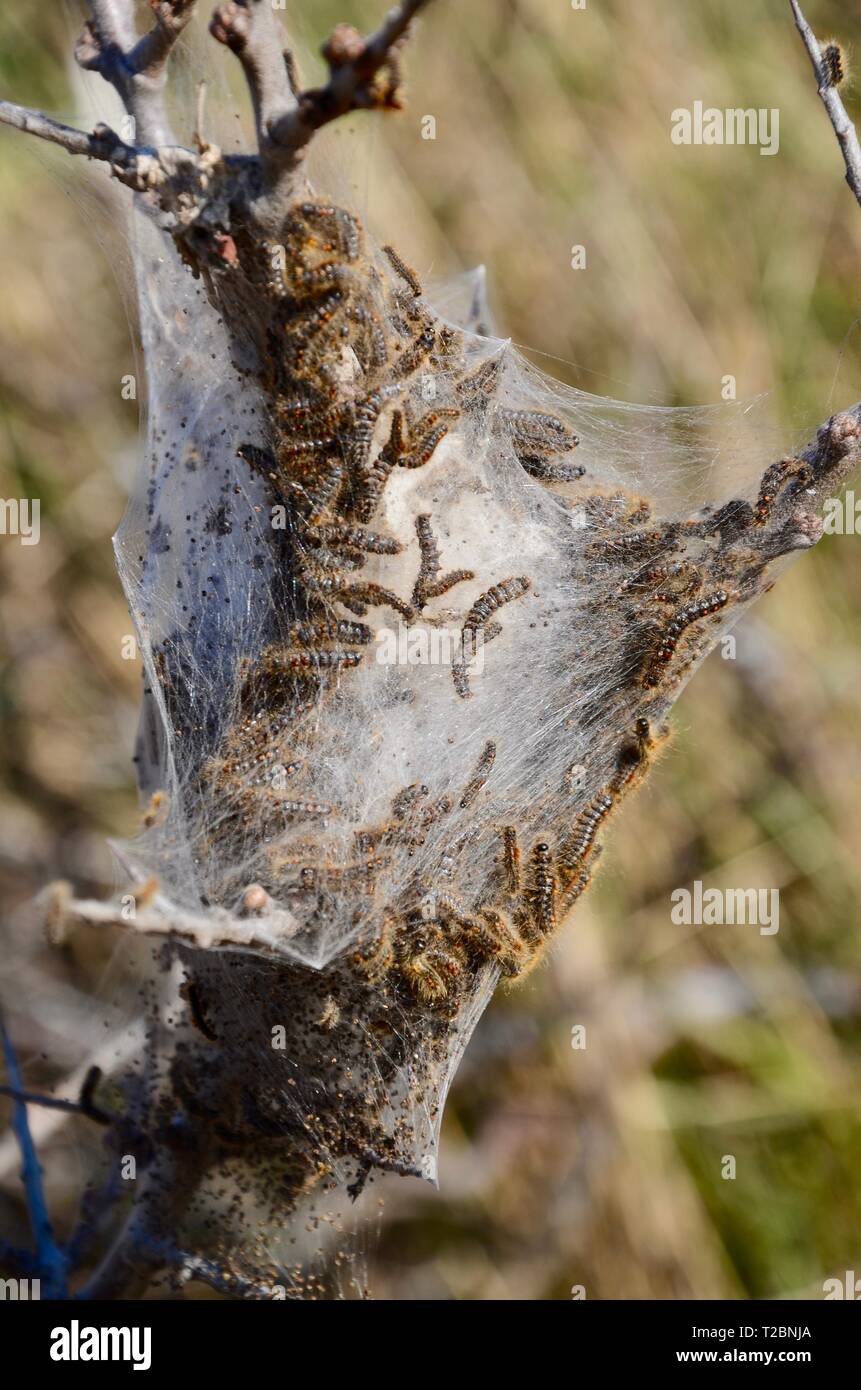 Emerging Caterpillars High Resolution Stock Photography and Images - Alamy