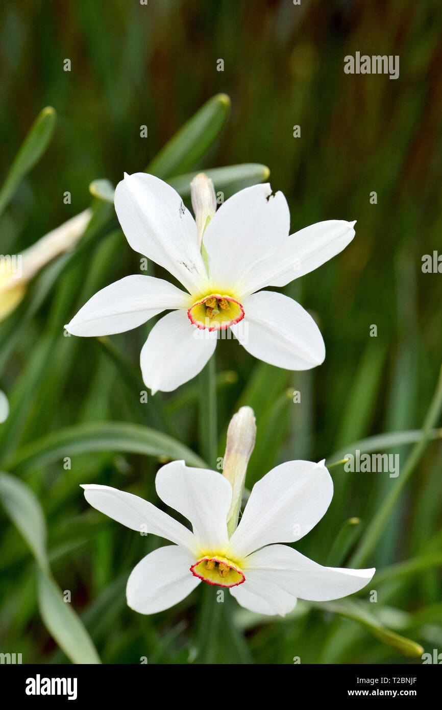 nargis, pheasant's eye, findern flower, pinkster lily, Narzisse ...