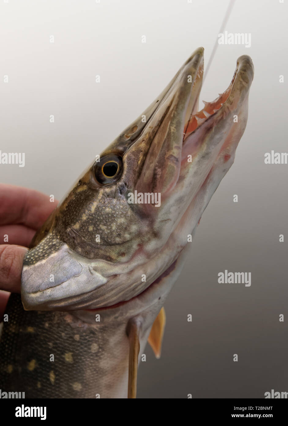 Hooked jaws hi-res stock photography and images - Alamy