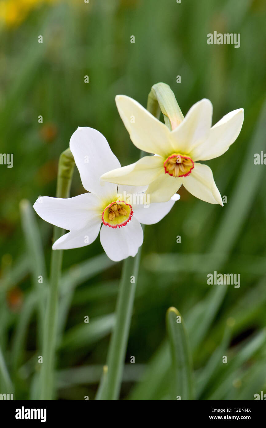Nargis Flower Name In English