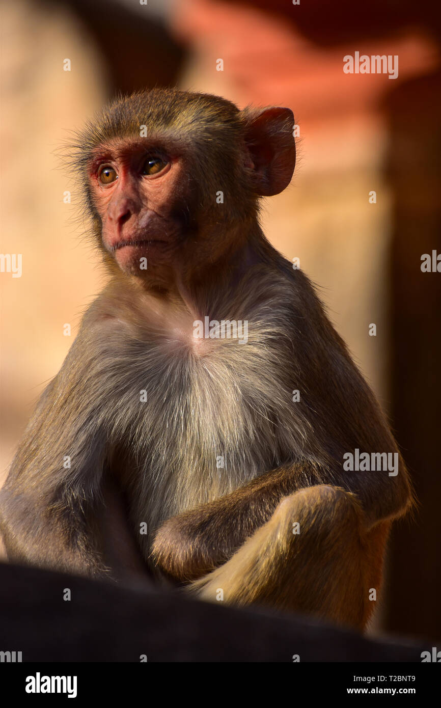 Monkey, Monkey Temple, Galtaji, Jaipur, Rajasthan, India Stock Photo ...