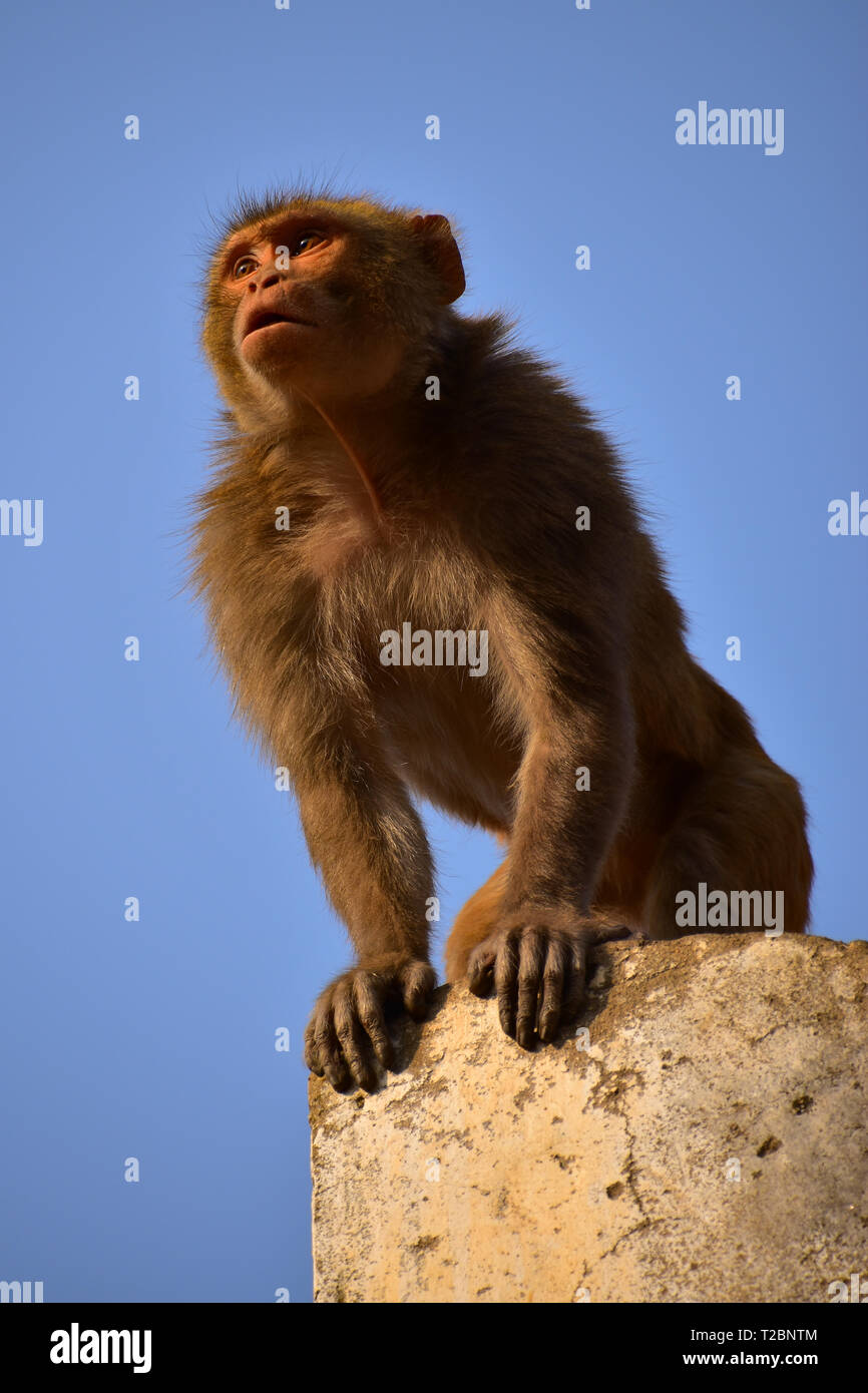 Monkey, Monkey Temple, Galtaji, Jaipur, Rajasthan, India Stock Photo ...