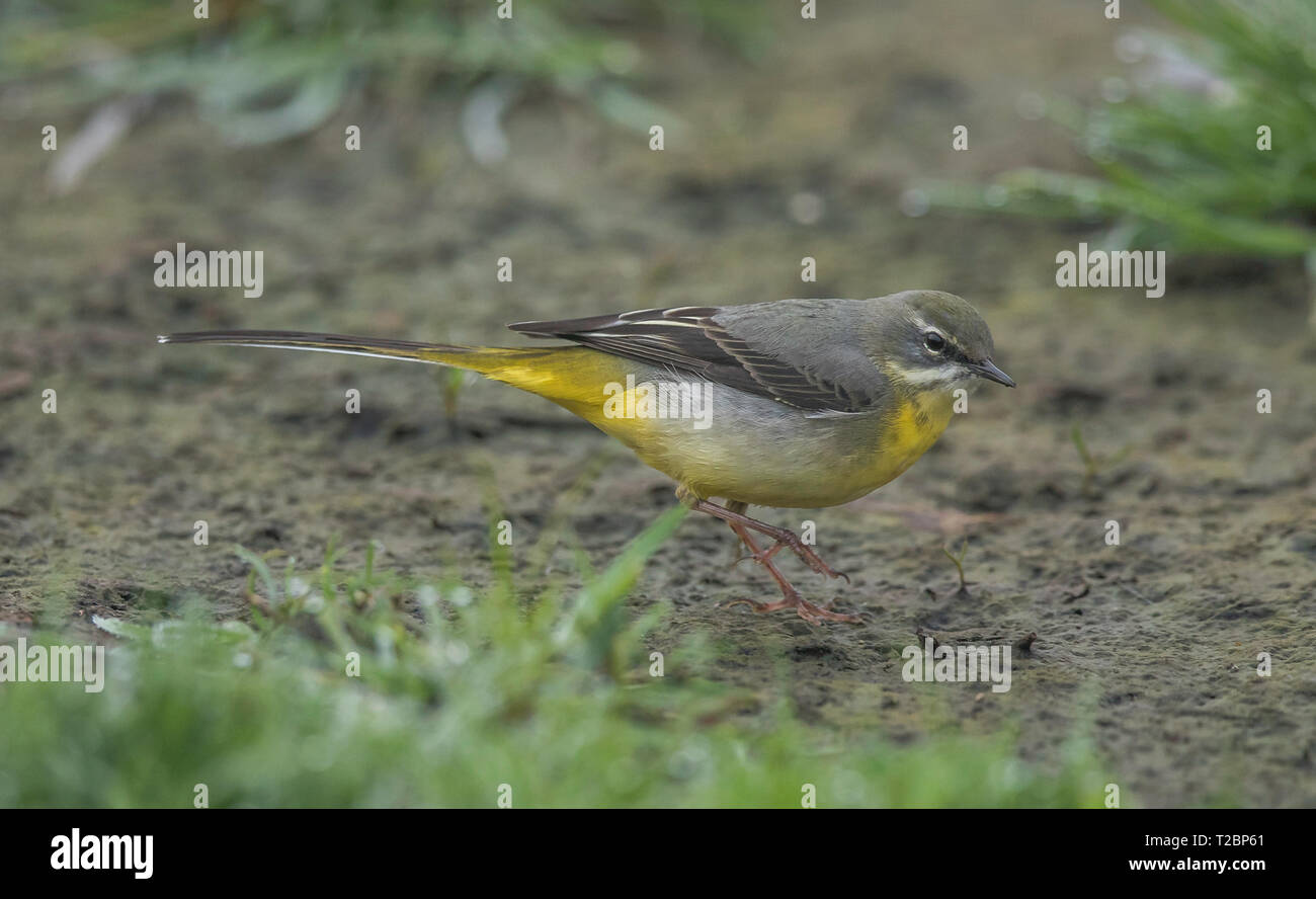 Eurasian wagtail hi-res stock photography and images - Alamy