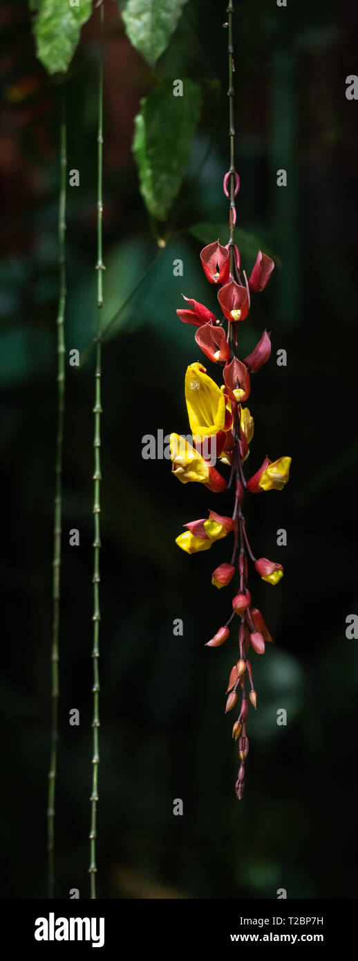 Dangling flowers hi-res stock photography and images - Alamy