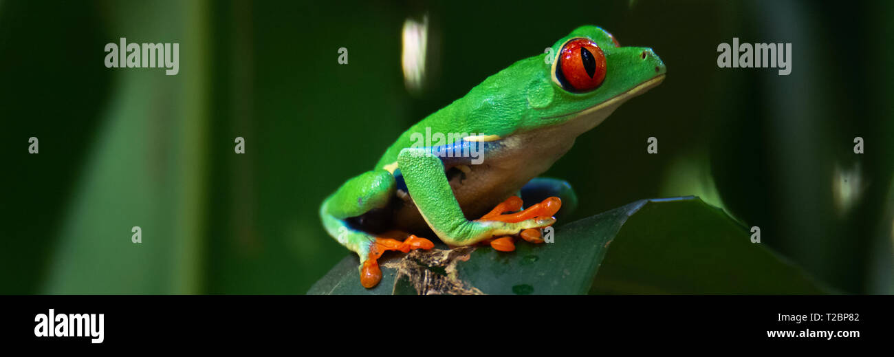 WIth a look of concern a red eyed tree frog holds on an uneven surface ...
