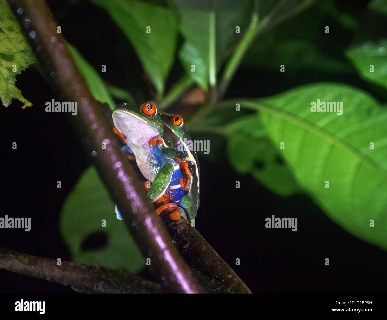 Weird arrangement of eyes comes from the picture angle of two Red-Eyed ...