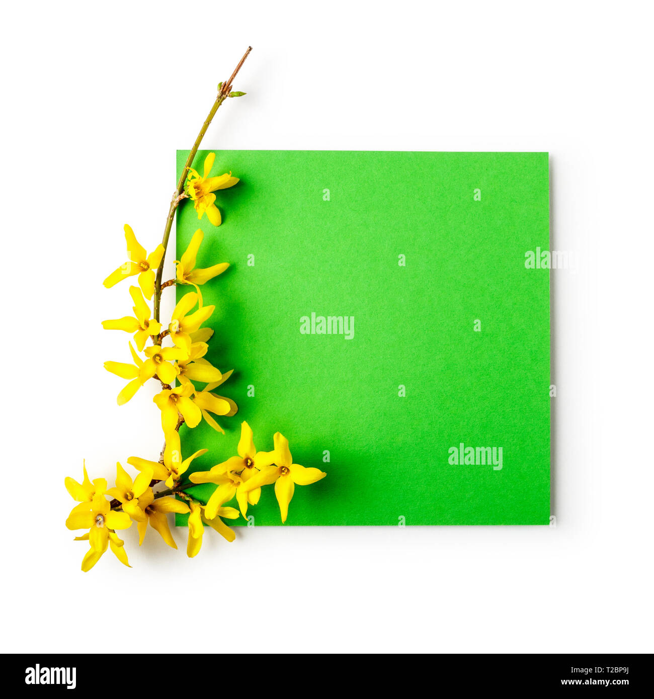 Easter greeting card with forsythia flowers and green note paper ...