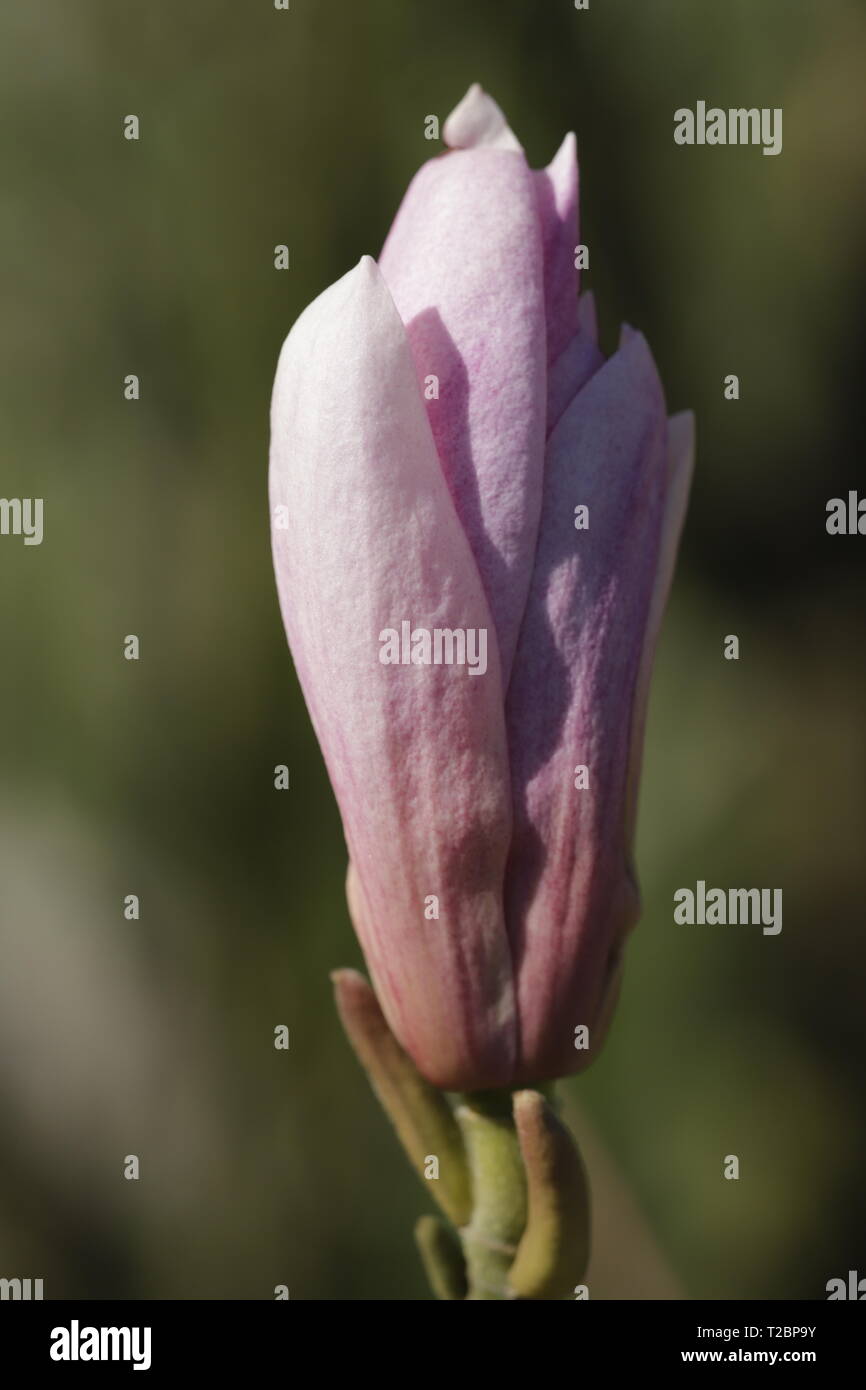 Magnolia flower buds blooming in the spring Stock Photo - Alamy