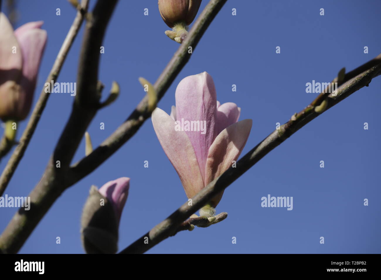 Magnolia flower buds blooming in the spring Stock Photo - Alamy