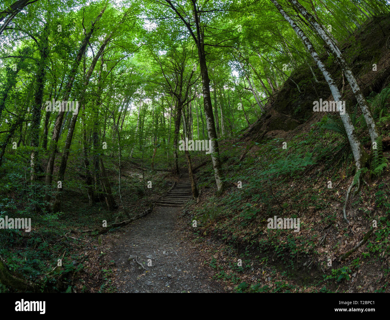 Tourist path in the summer mountain forest. Thick green forest Stock ...