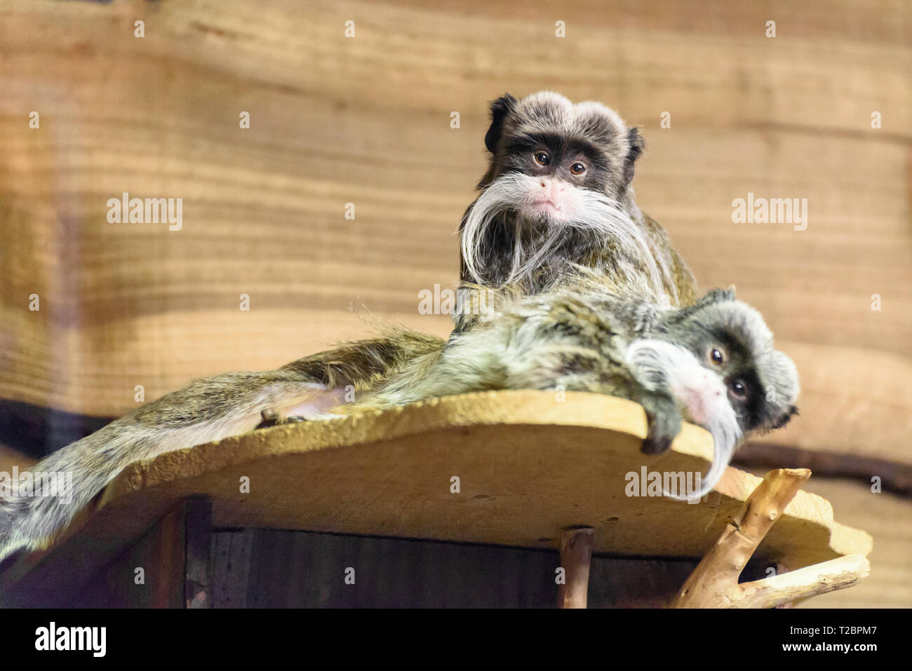 Tamarins monkeys hi-res stock photography and images - Alamy