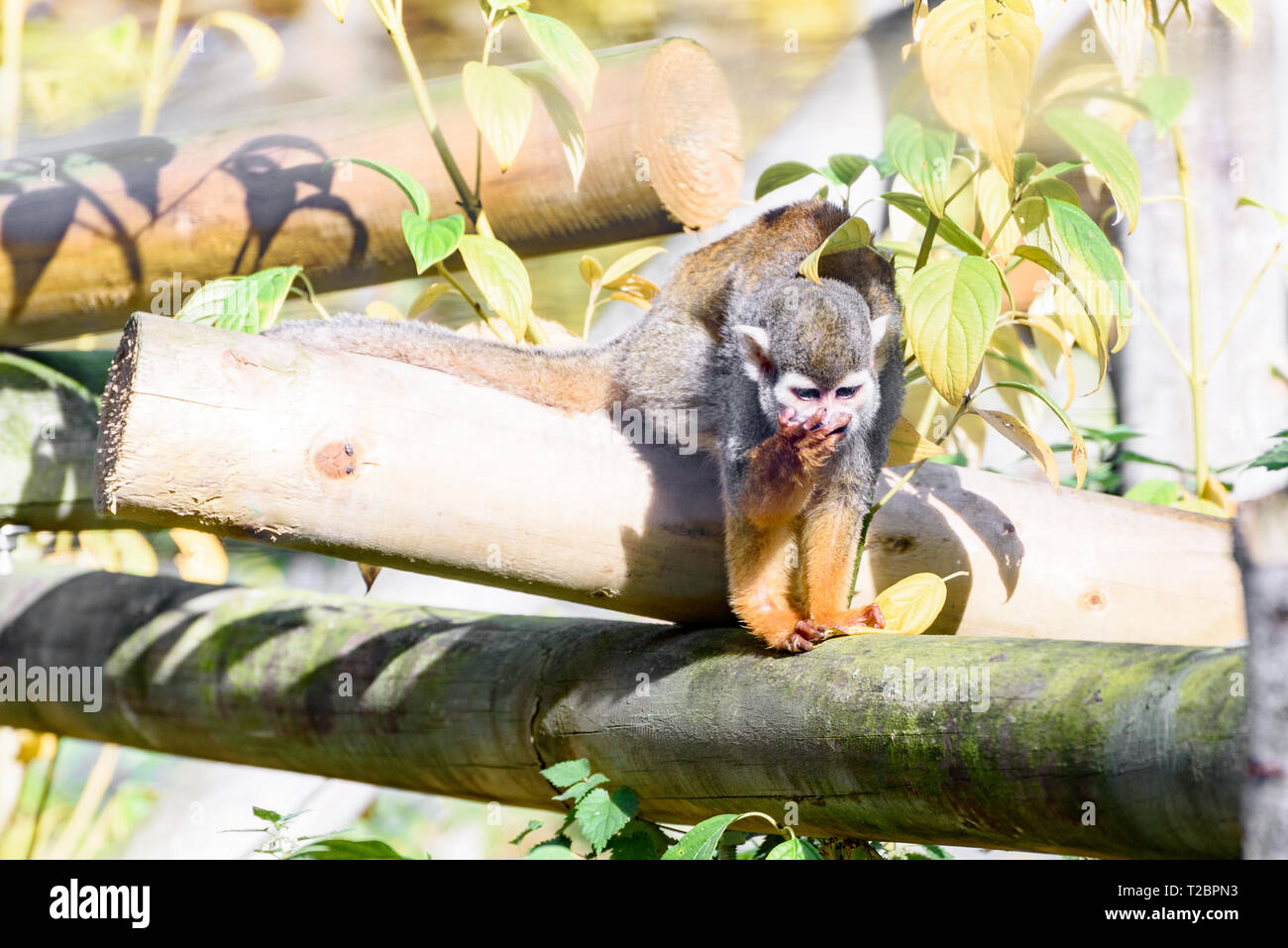 Monkey hand over mouth hi-res stock photography and images - Alamy