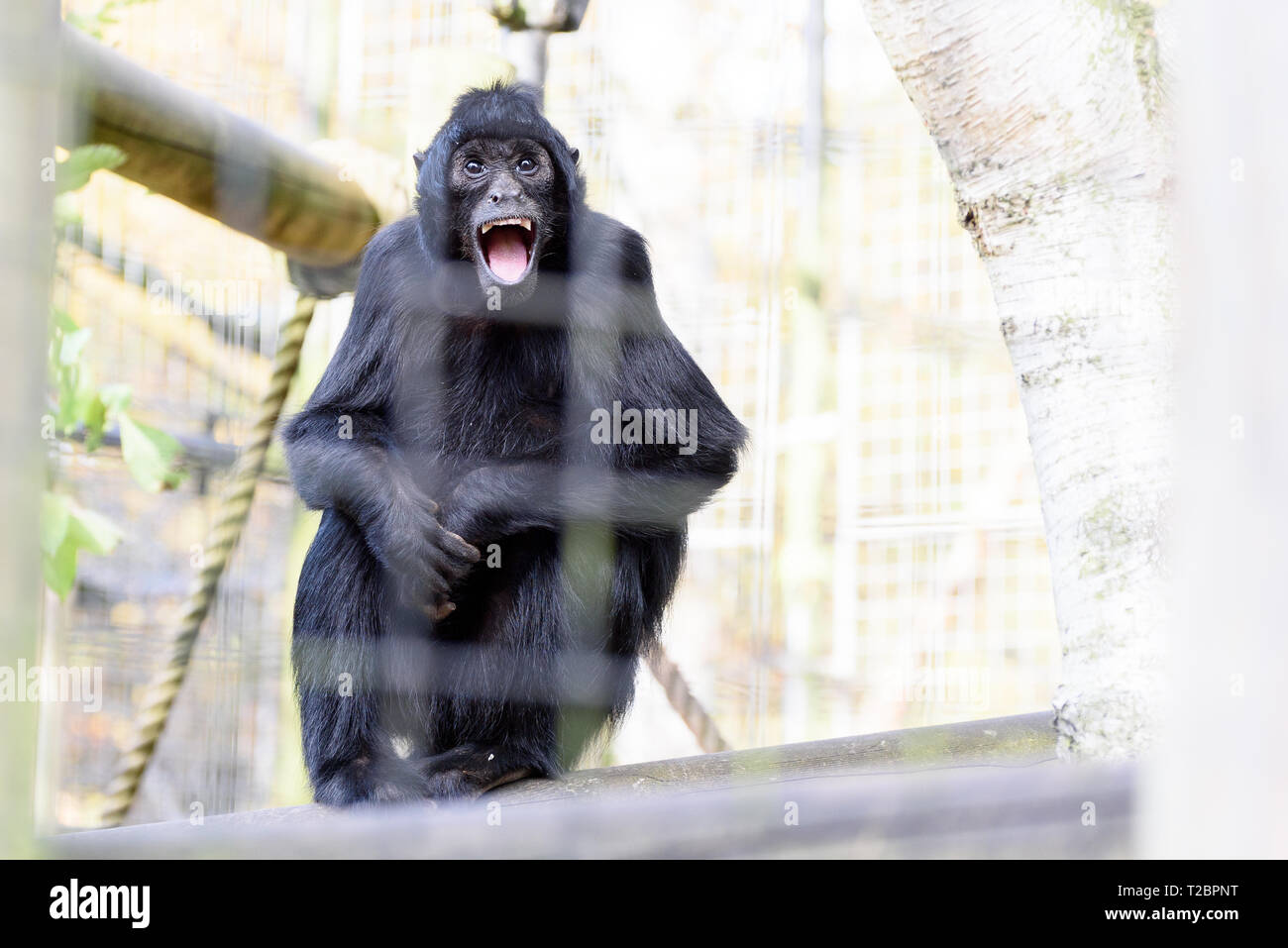 A spider monkey showing their teeth with their mouth wide open Stock ...
