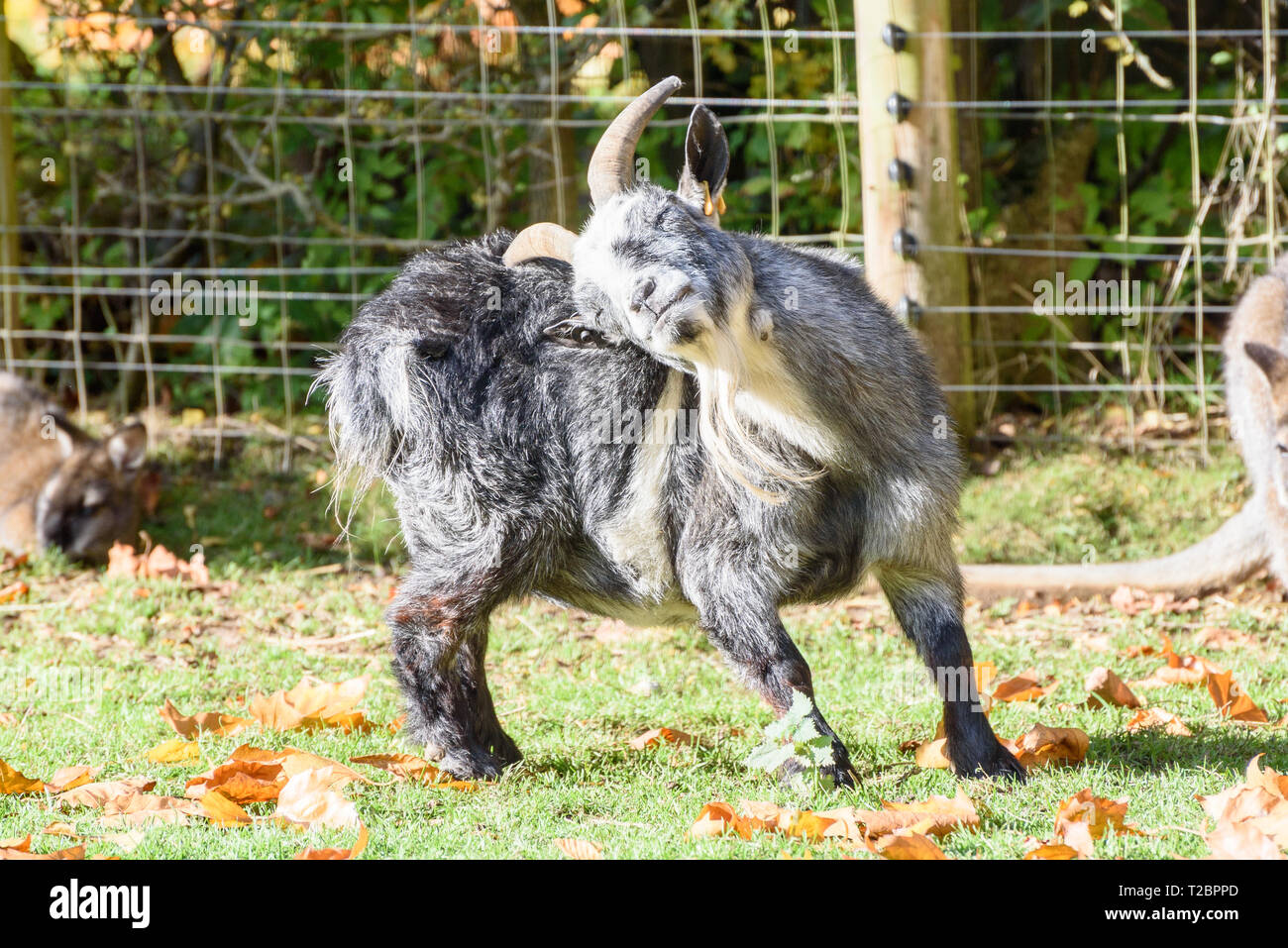 A pygmy goat leaning backwards to scratch an itch with their horns ...
