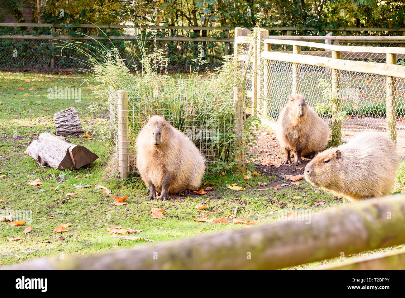 Three capybaras hi-res stock photography and images - Alamy