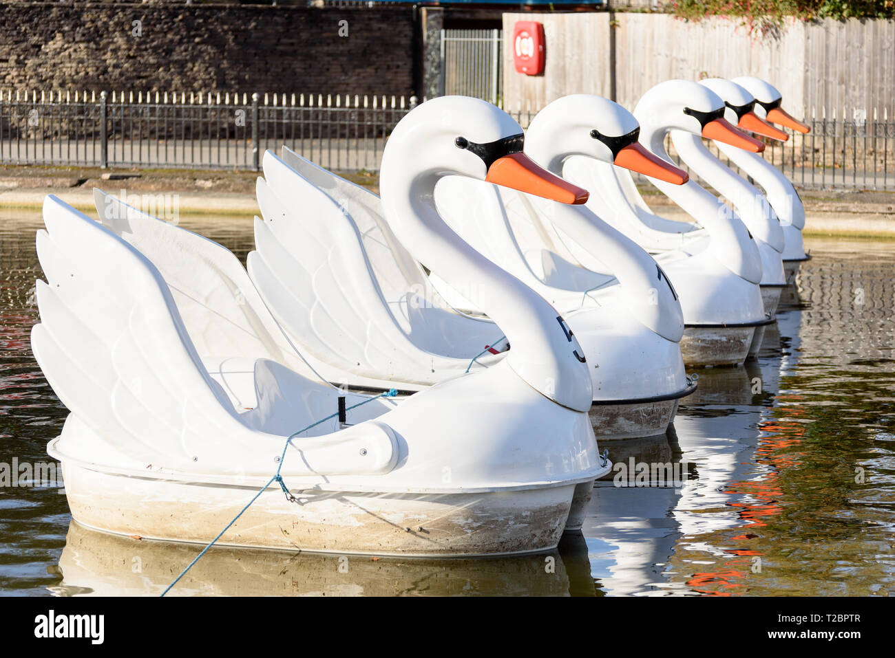 Five of the swan boats lined up on the lake at Cannon Hill Park Stock ...