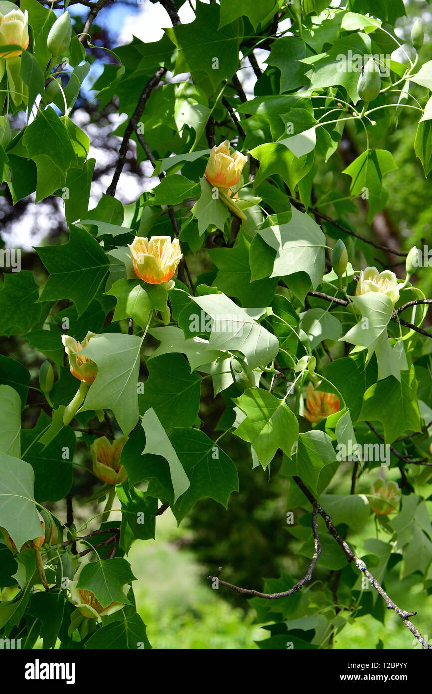 tulip tree, American tulip tree, tulipwood, tuliptree, tulip poplar ...