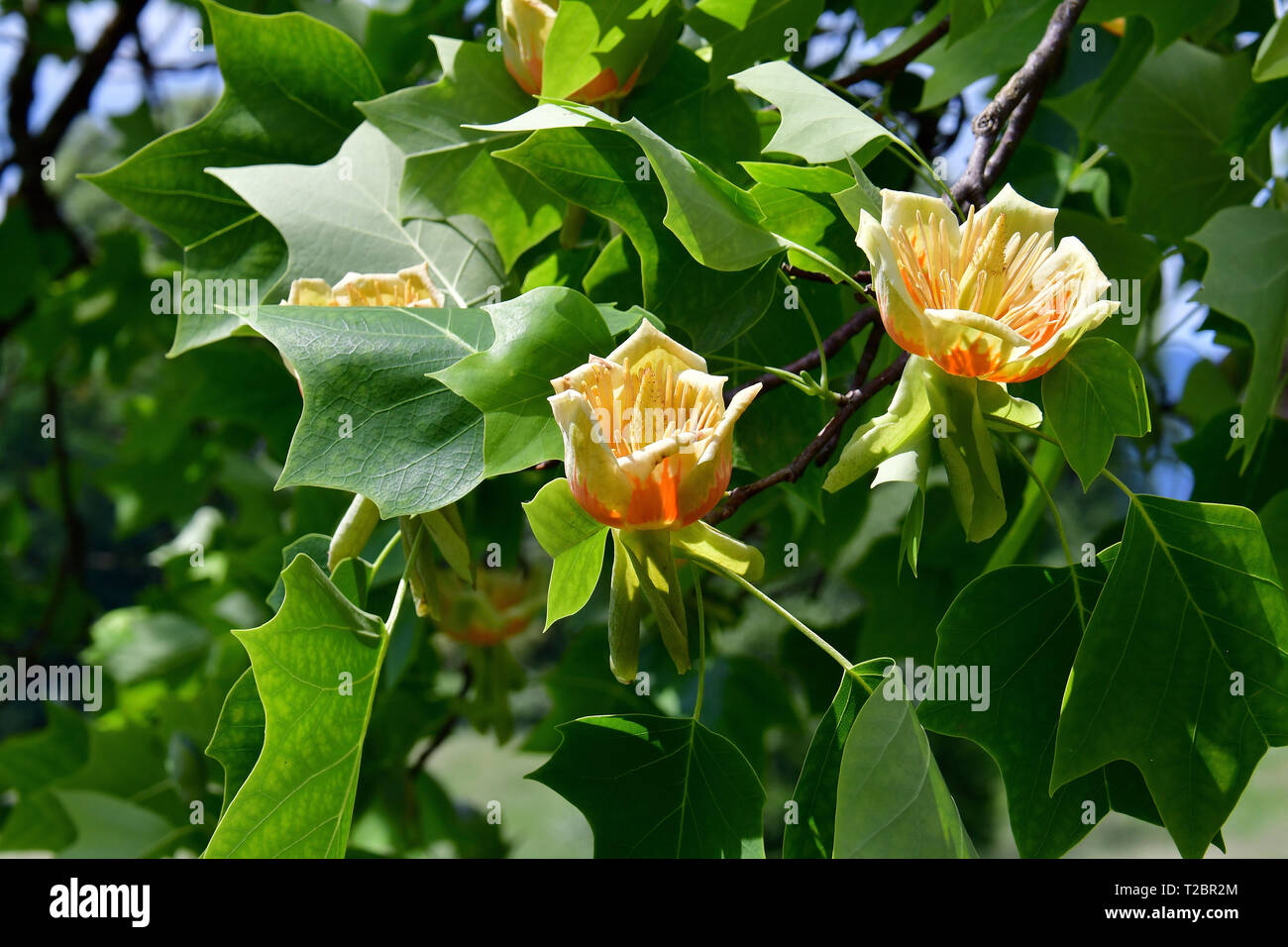 Poplar Tree Flower