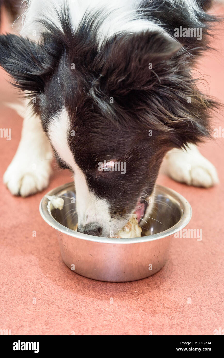 A border collie dog eating cream cake to celebrate their birthday Stock ...