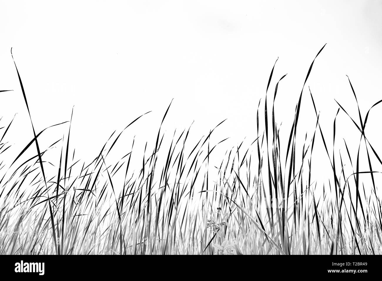 Grass Blade Close Up