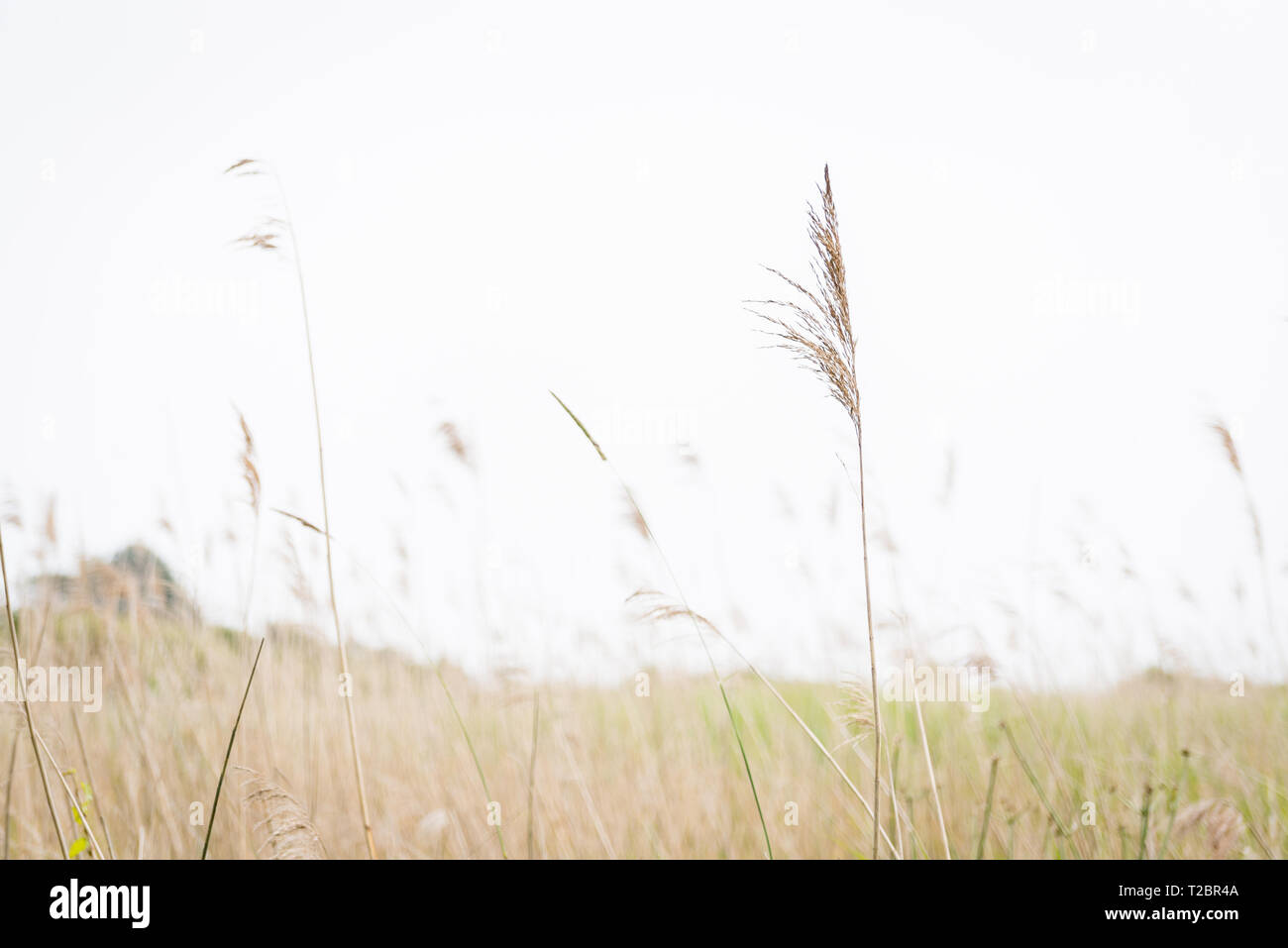 Wildgrass hi-res stock photography and images - Alamy