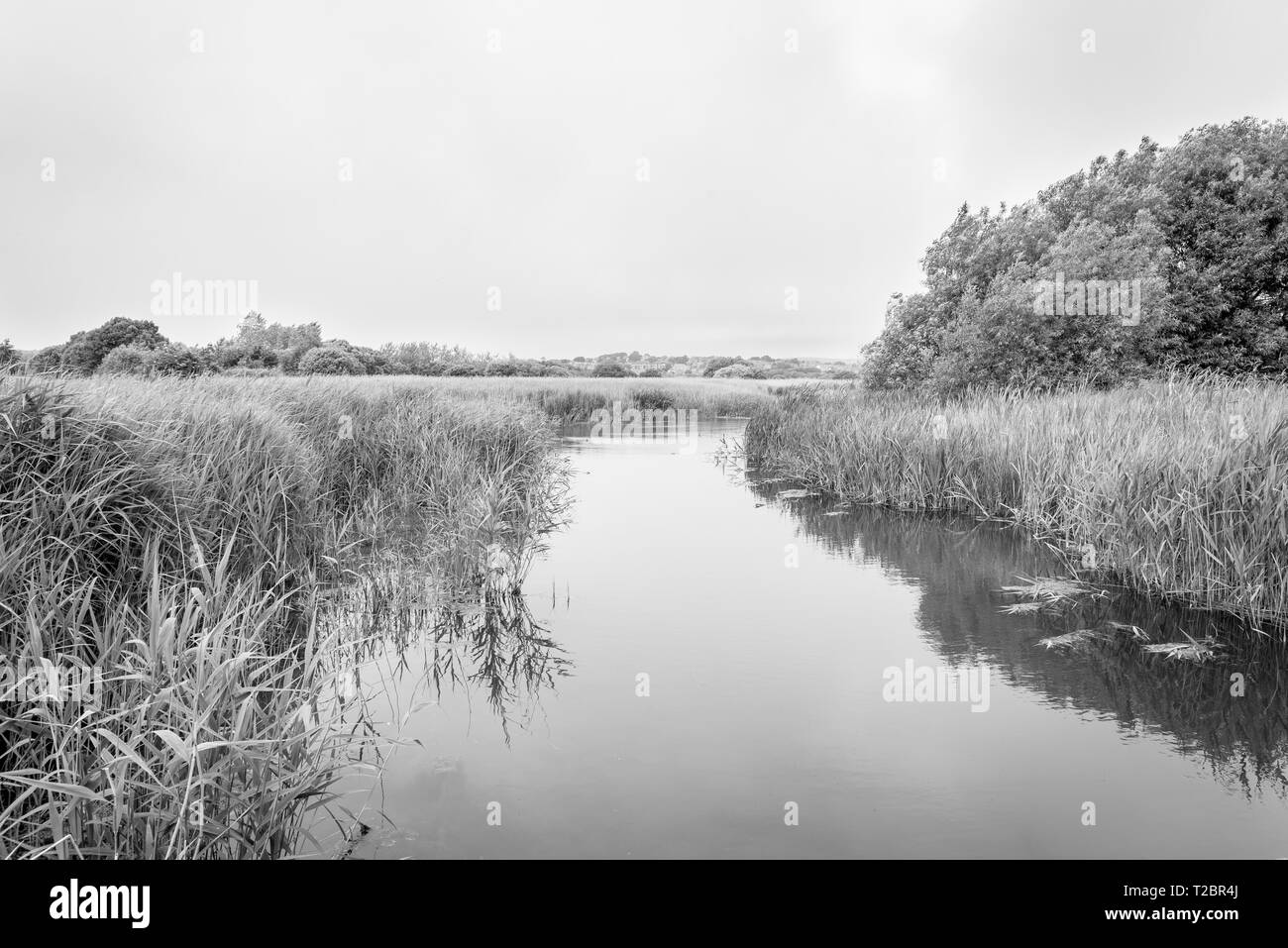 Marsh grass background Black and White Stock Photos & Images - Alamy
