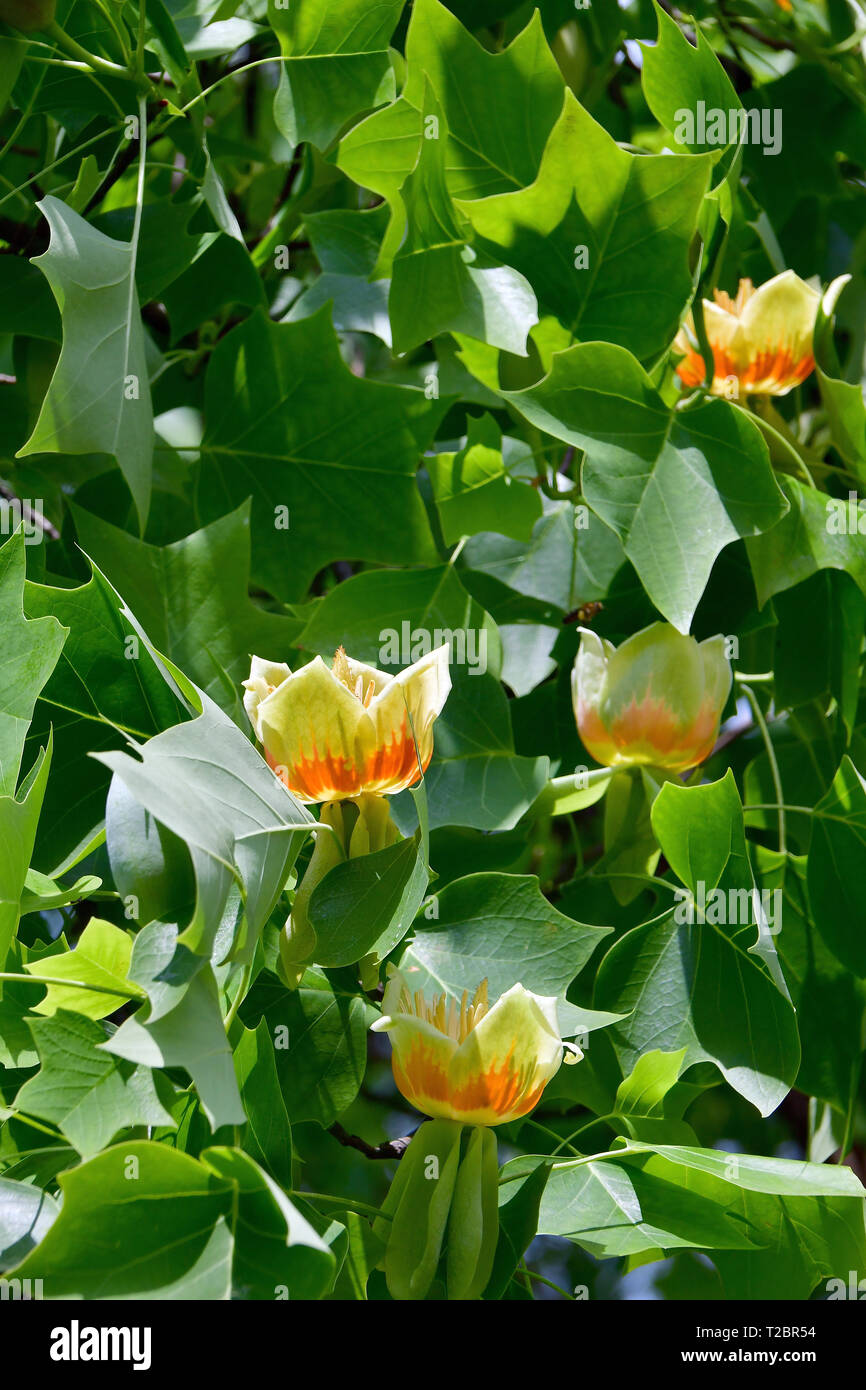 tulip tree, American tulip tree, tulipwood, tuliptree, tulip poplar ...