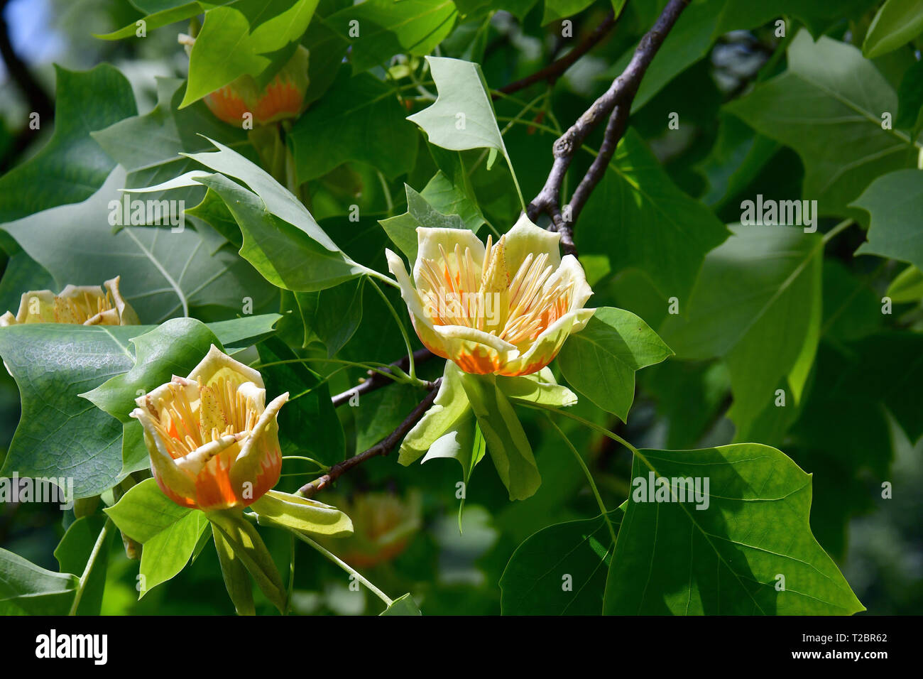 tulip tree, American tulip tree, tulipwood, tuliptree, tulip poplar ...