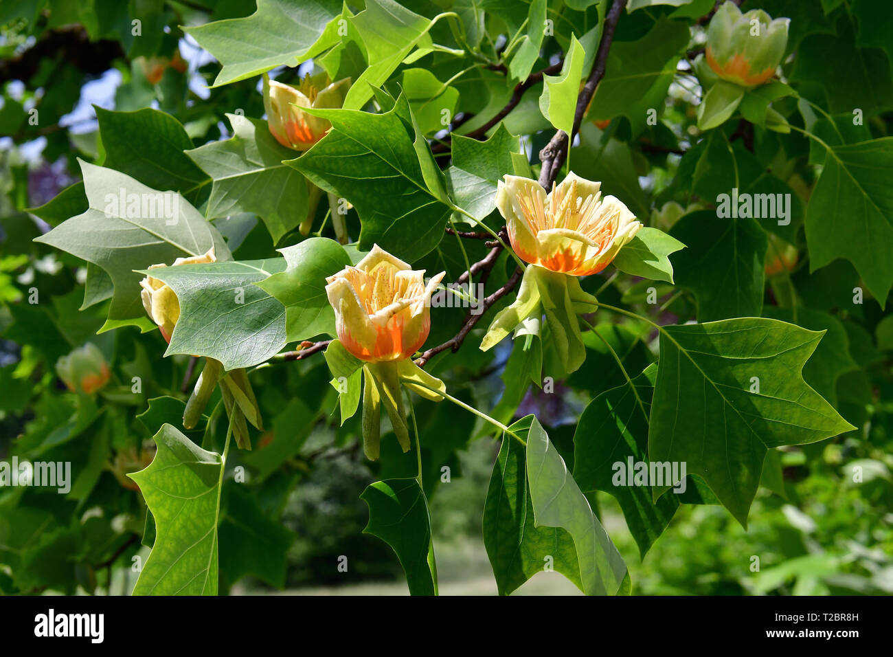 Lon 13 62081200 hi-res stock photography and images - Alamy
