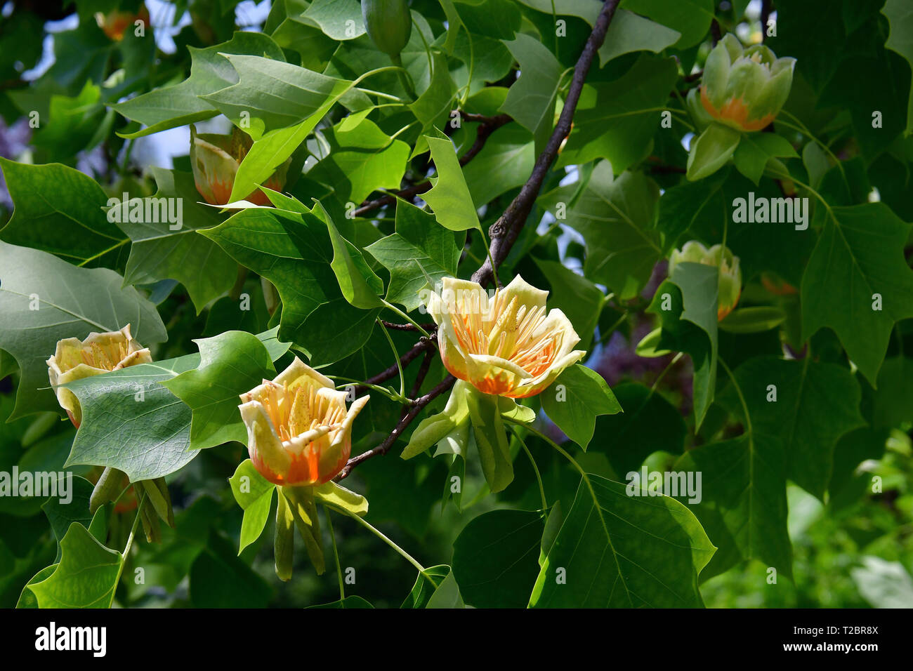 Tulipwood tree hi-res stock photography and images - Alamy
