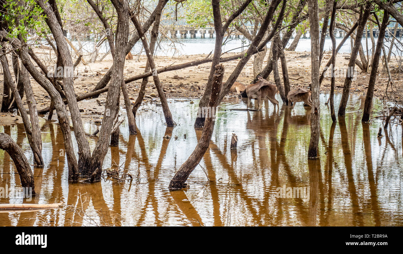 The Javan rusa, Sunda sambar deers (doe and fawn) in a pond in the ...