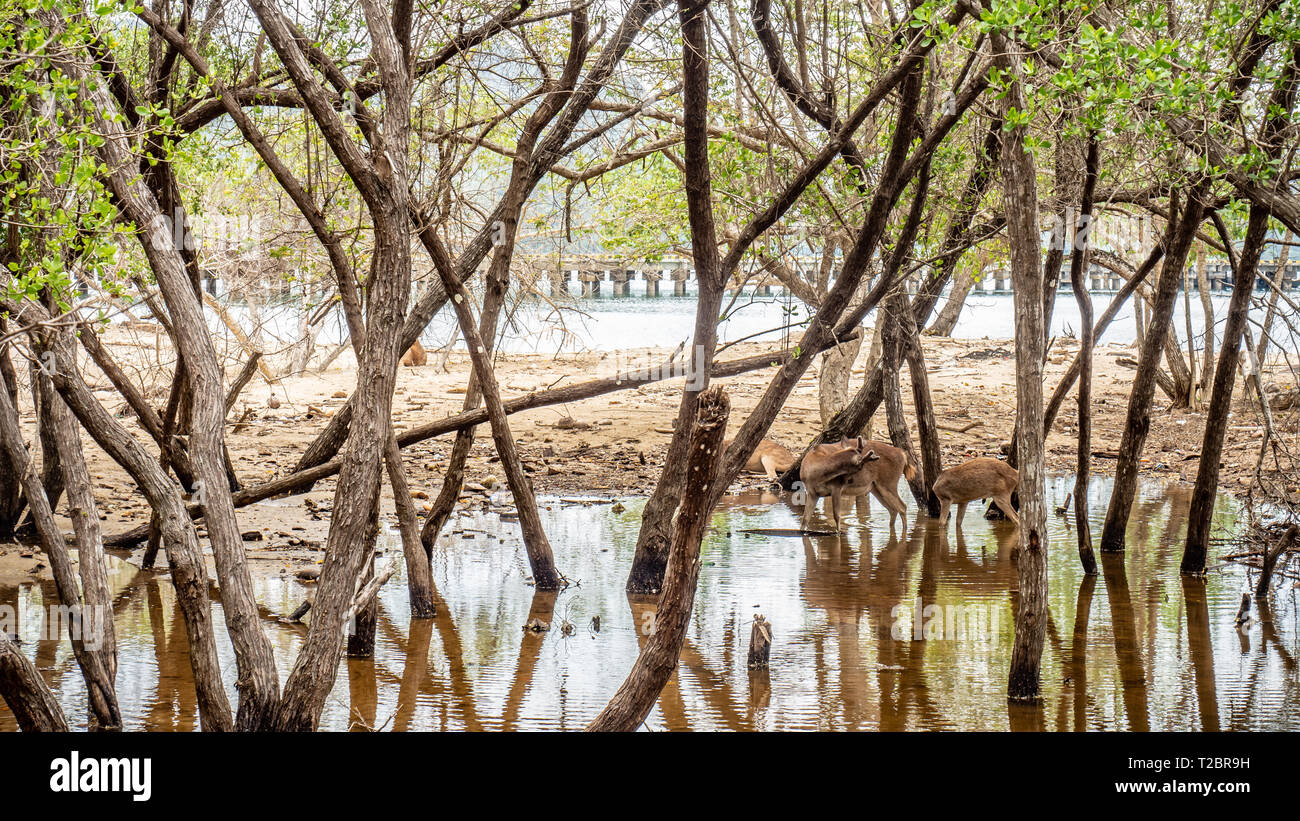 The Javan rusa, Sunda sambar deers (doe and fawn) in a pond in the ...