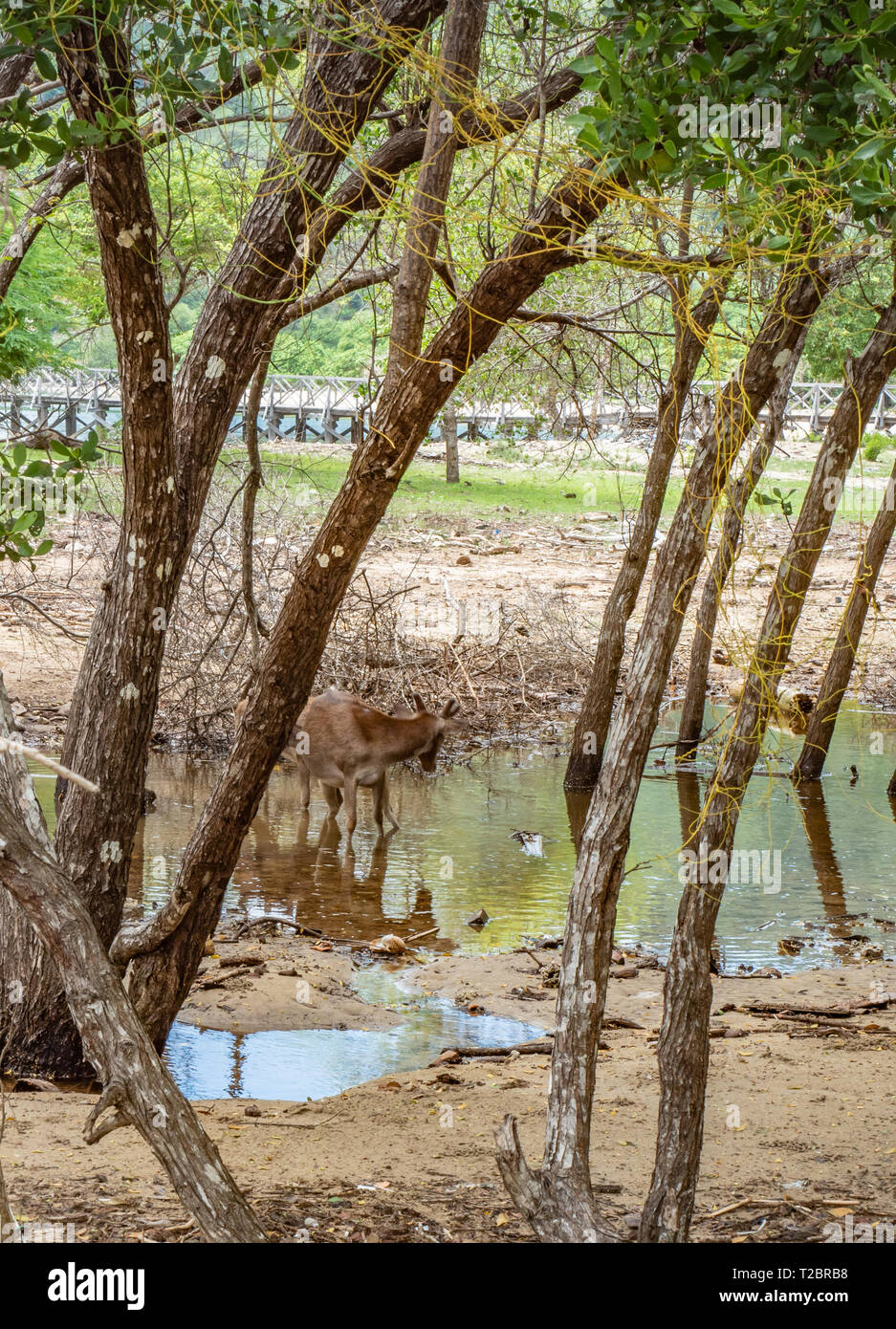 The Javan rusa, Sunda sambar deer (Rusa timorensis) in a pond in the ...