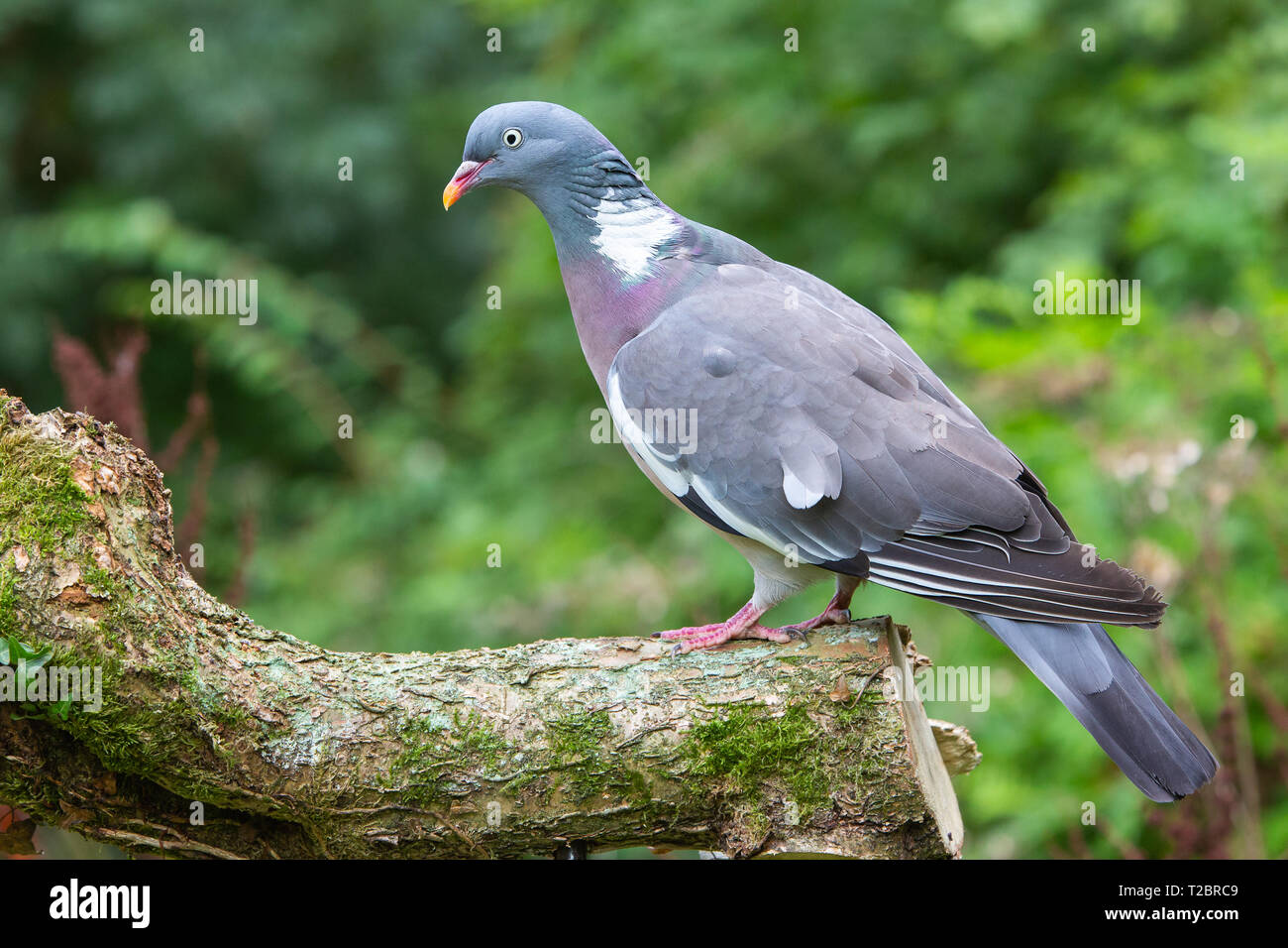 Baited log hi-res stock photography and images - Alamy