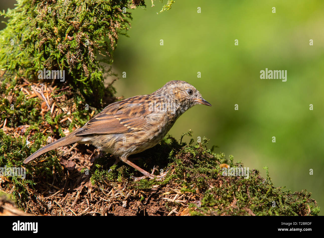 Uk dunnock hi-res stock photography and images - Alamy