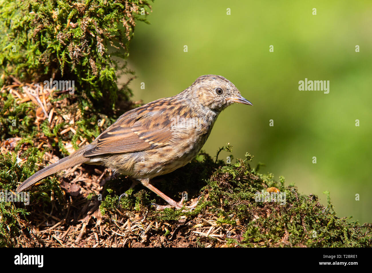 Uk dunnock hi-res stock photography and images - Alamy